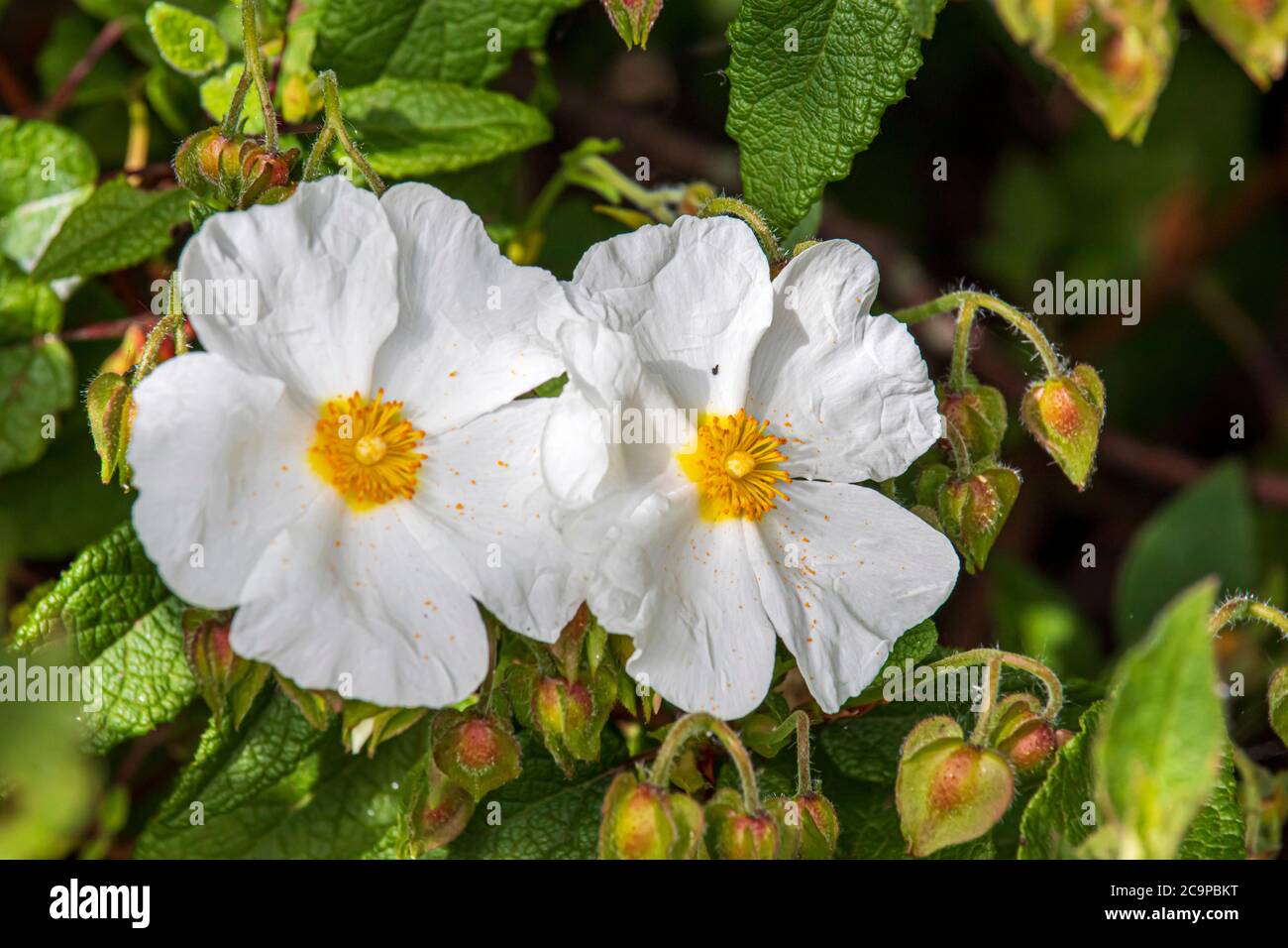 Beautiful fragrant flowers in an English park in Wolverhampton Stock ...