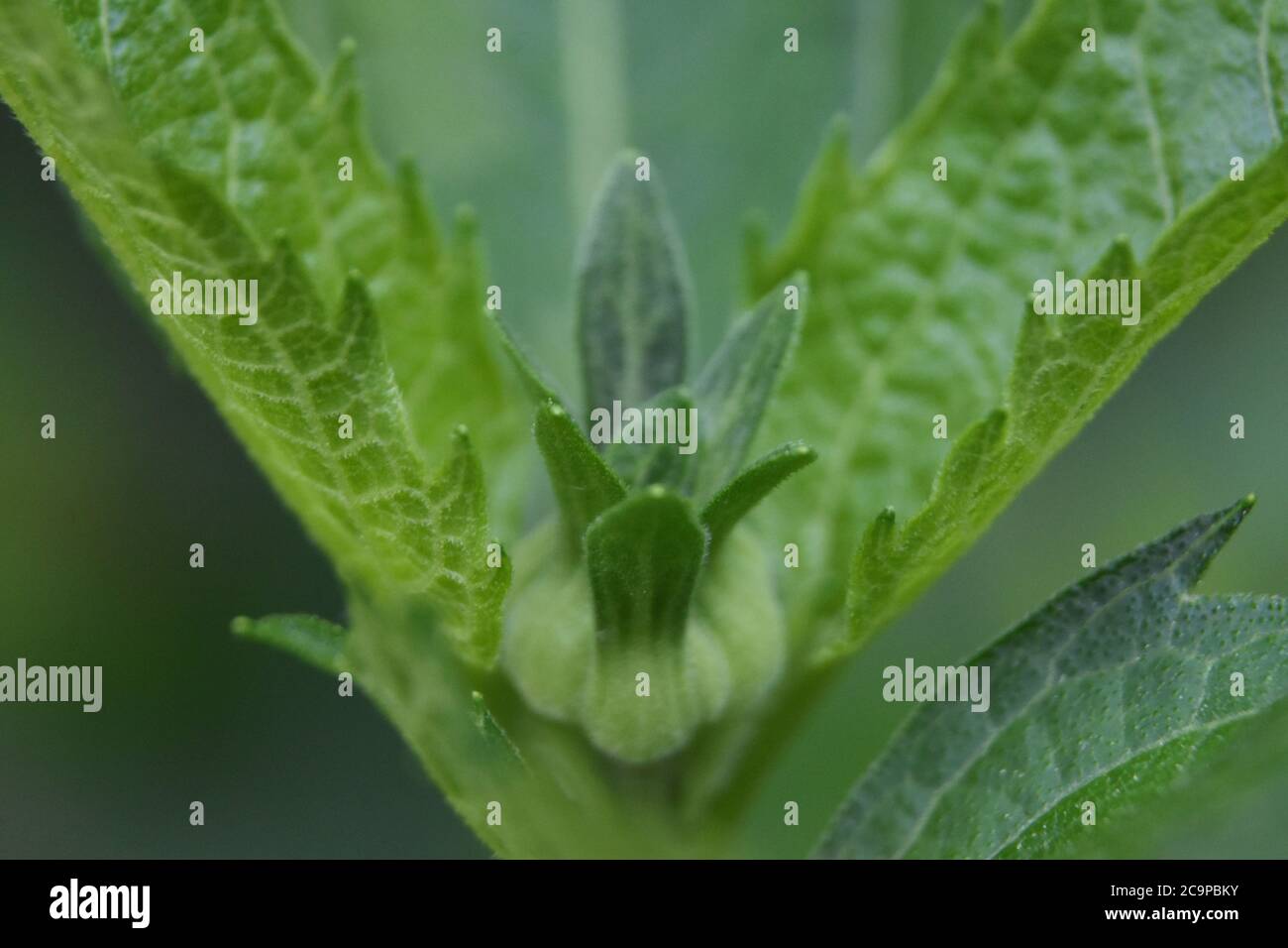 Beautiful close up look at a green budding plant Stock Photo - Alamy
