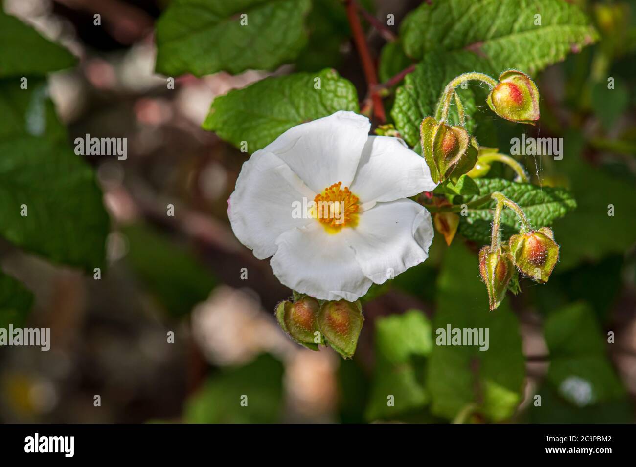 Beautiful fragrant flowers in an English park in Wolverhampton Stock ...