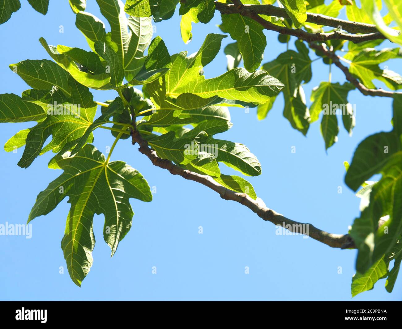 Fig tree in front of blue sky Stock Photo - Alamy