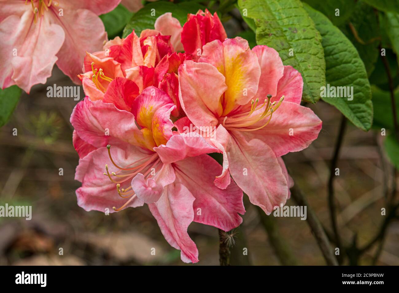 Beautiful fragrant flowers in an English park in Wolverhampton Stock ...