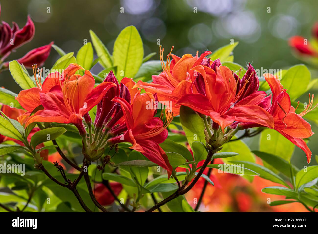 Beautiful fragrant flowers in an English park in Wolverhampton Stock ...