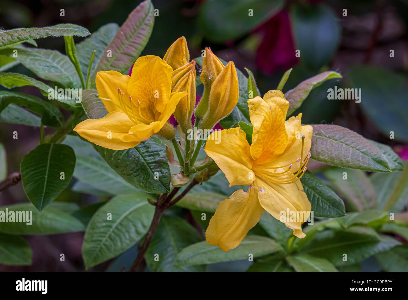 Beautiful fragrant flowers in an English park in Wolverhampton Stock ...