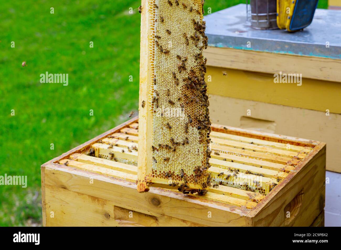 Queen frame beehive honey bees hi-res stock photography and images - Alamy