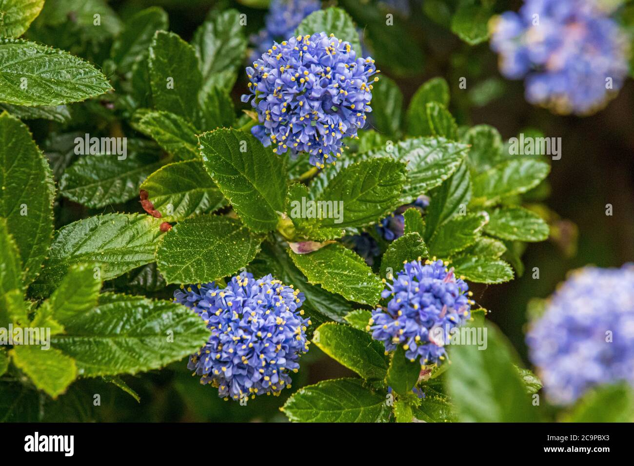 Beautiful fragrant flowers in an English park in Wolverhampton Stock ...