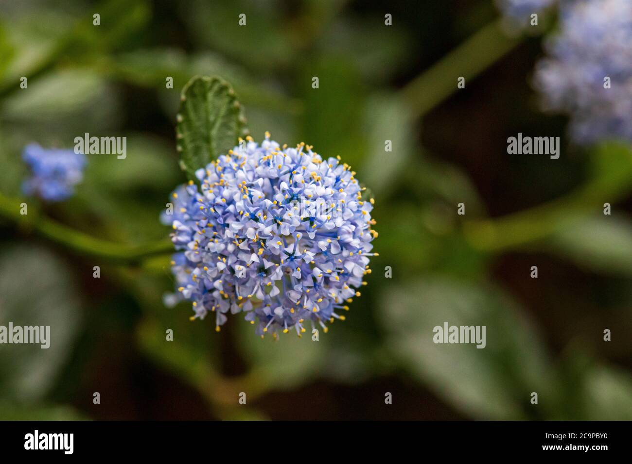 Beautiful fragrant flowers in an English park in Wolverhampton Stock ...