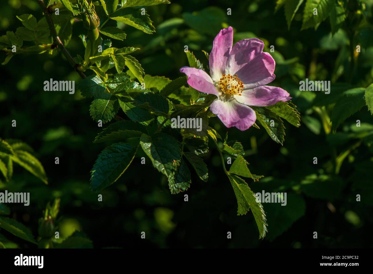 Beautiful fragrant flowers in an English park in Wolverhampton Stock ...