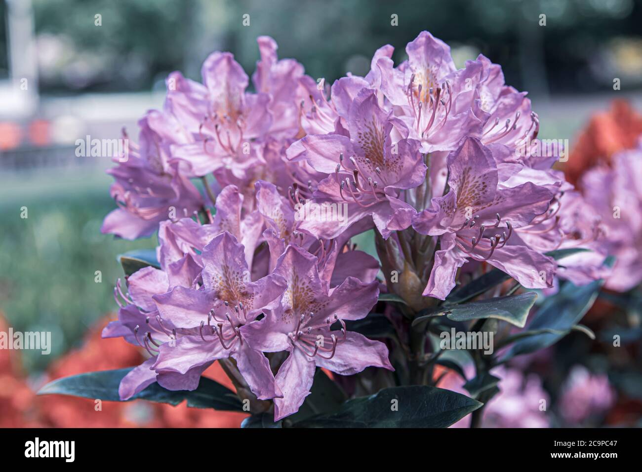 Beautiful fragrant flowers in an English park in Wolverhampton Stock ...