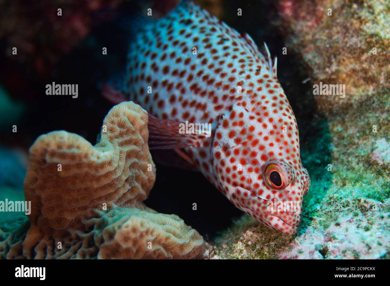 A Red Hind on the reef in Bonaire, The Netherlands. Epinephelus ...