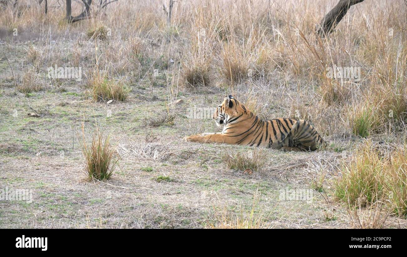 wide shot of a bengal tiger cub lying down at tadoba Stock Photo - Alamy