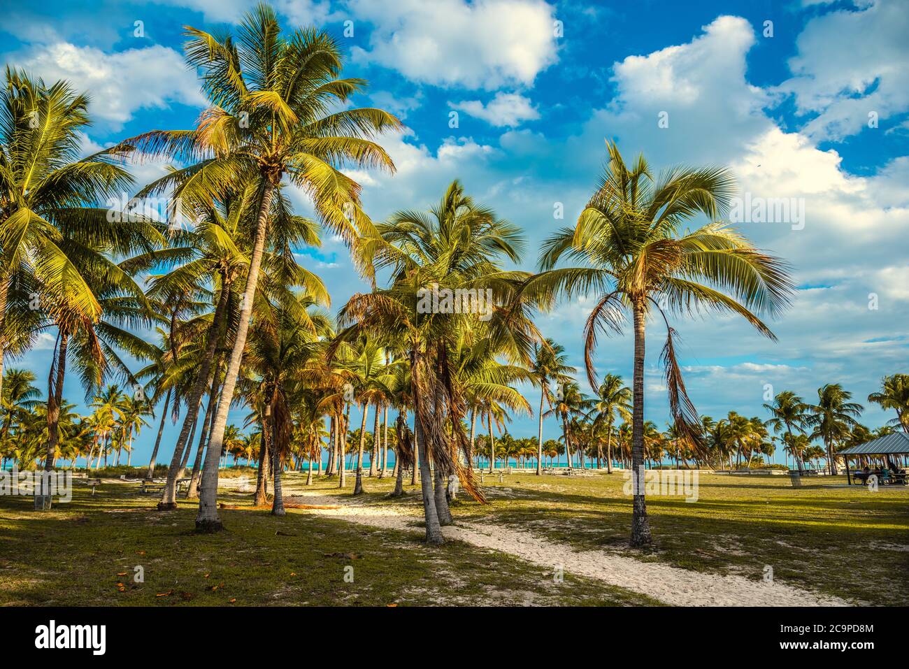 Coconut palm trees in Crandon Park at sunset. Key Biscayne, Southern ...