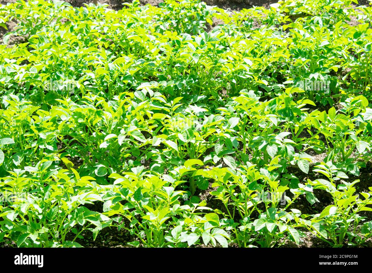 Vernal growth hi-res stock photography and images - Alamy