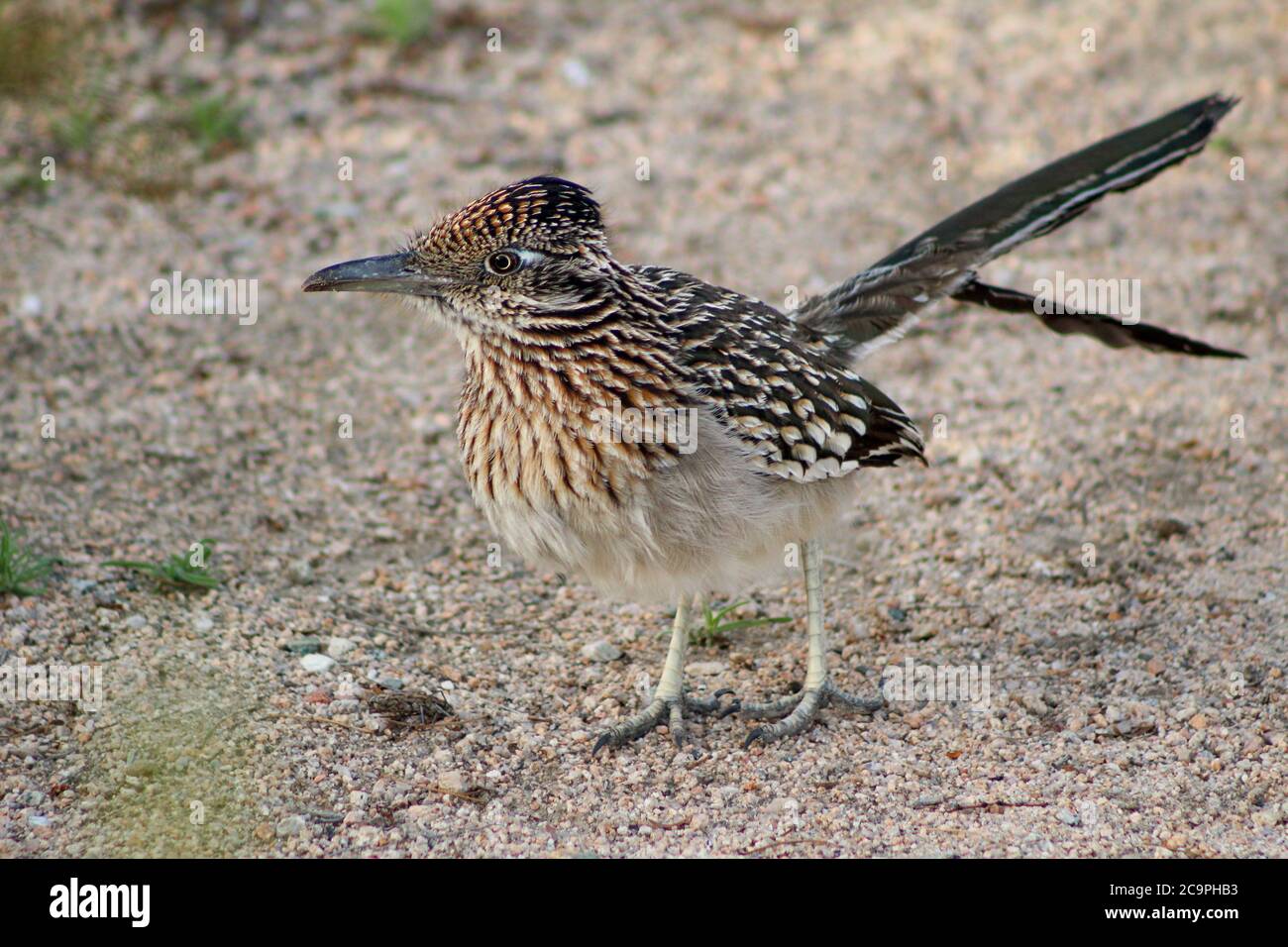 Roadrunner bird hi-res stock photography and images - Alamy