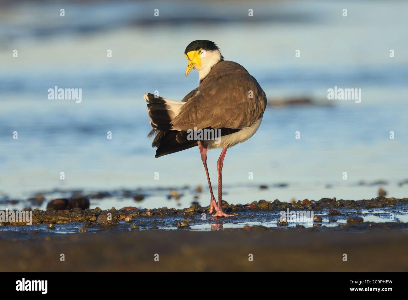 A Masked Lapwing (Vanellus miles), Australian plover species, preening ...