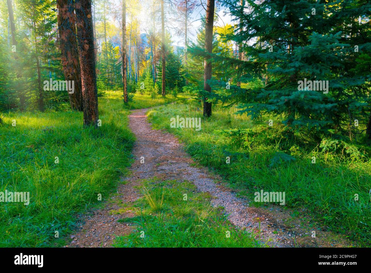 Perfect Sunlight Through Nature Walking Path In Shaded Woods Nature ...
