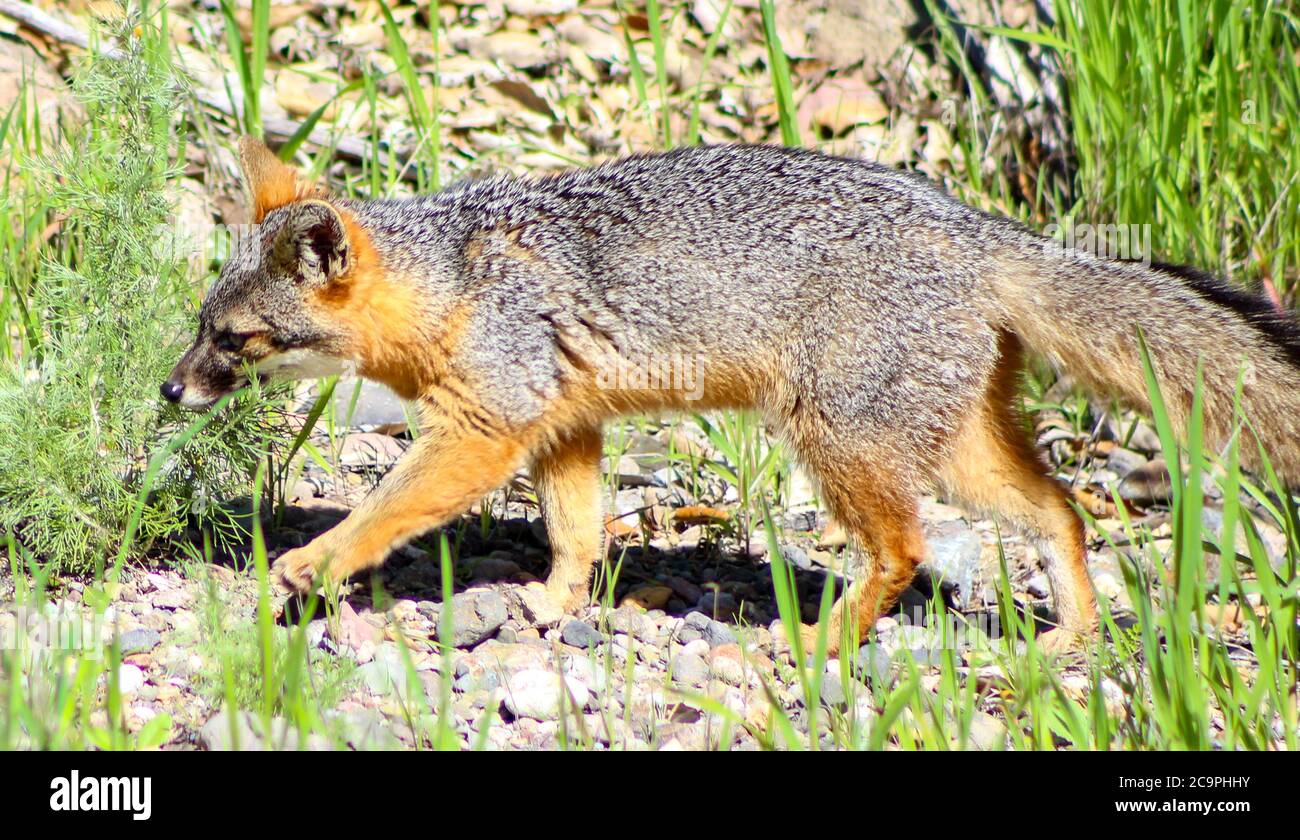 Island fox hi-res stock photography and images - Alamy