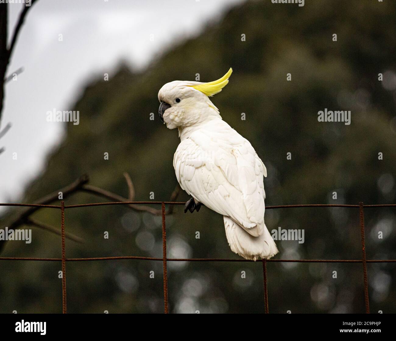Cockatiel pose hi-res stock photography and images - Alamy