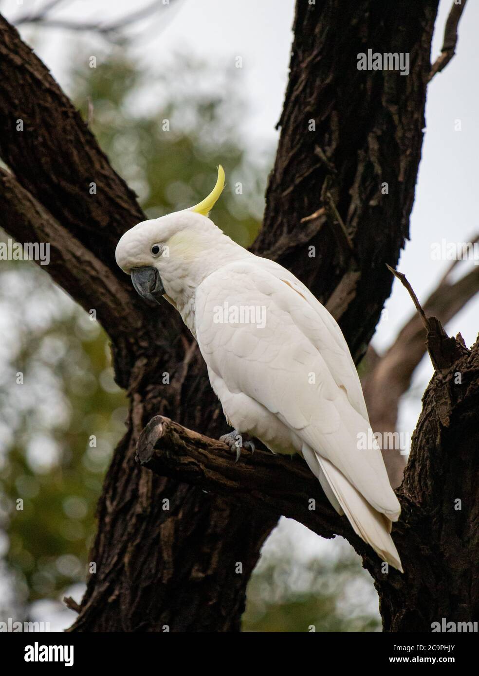 Cockatiel pose hi-res stock photography and images - Alamy
