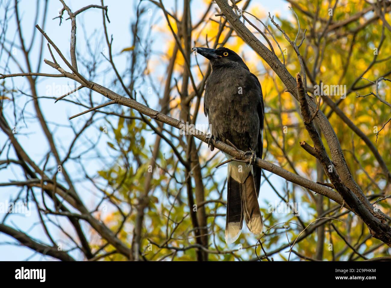 Australian pied currawong hi-res stock photography and images - Alamy