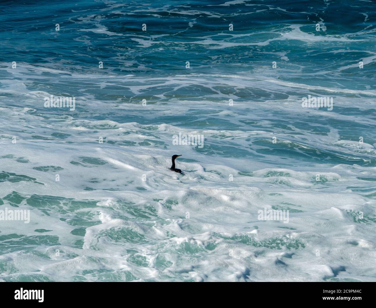 Riding the waves, a seafaring bird in the foamy ocean Stock Photo - Alamy
