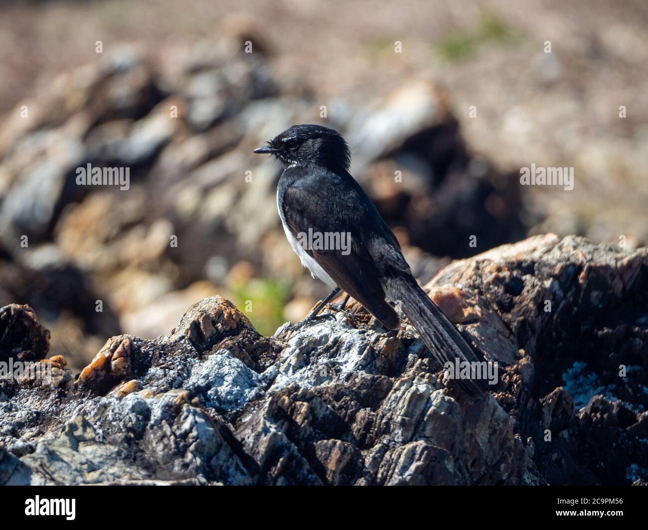 Australian native birds, small Willie Wagtail bird, a fantail, standing ...