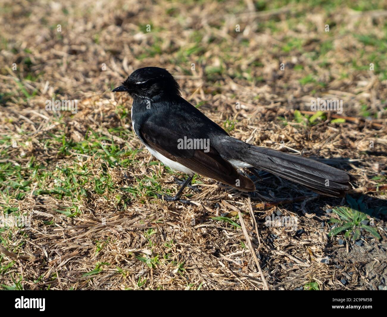 Largest Australian Fantail High Resolution Stock Photography and Images ...