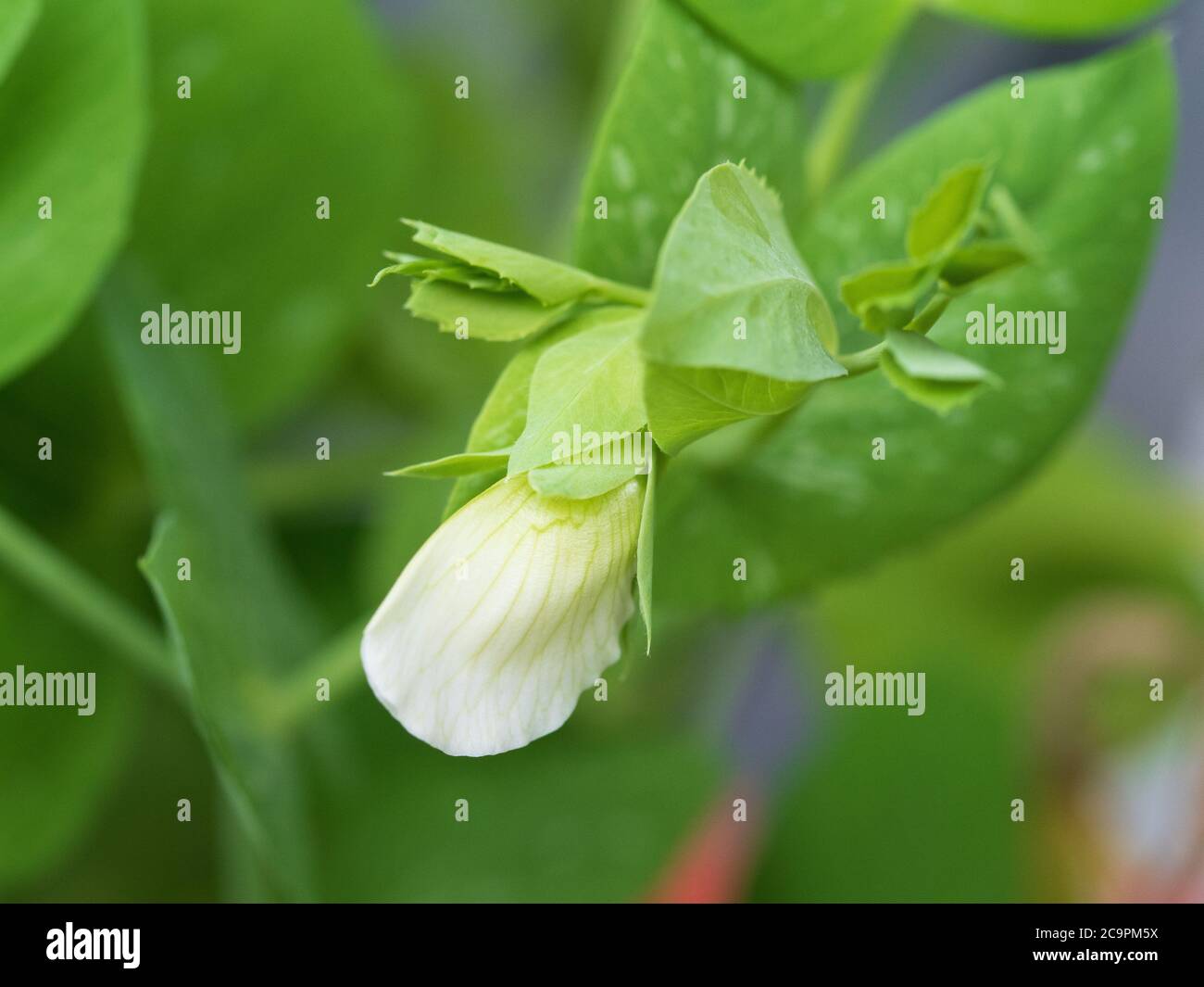 The pretty flower bud of a Honey Snap Pea, before the peas have grown ...