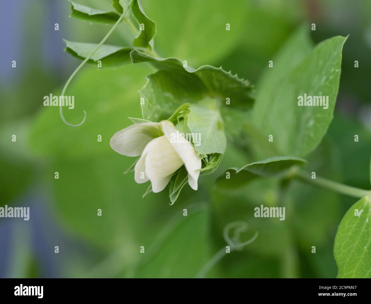 Vegetable garden, greens, The flower of a Honey Snap Pea, before the ...
