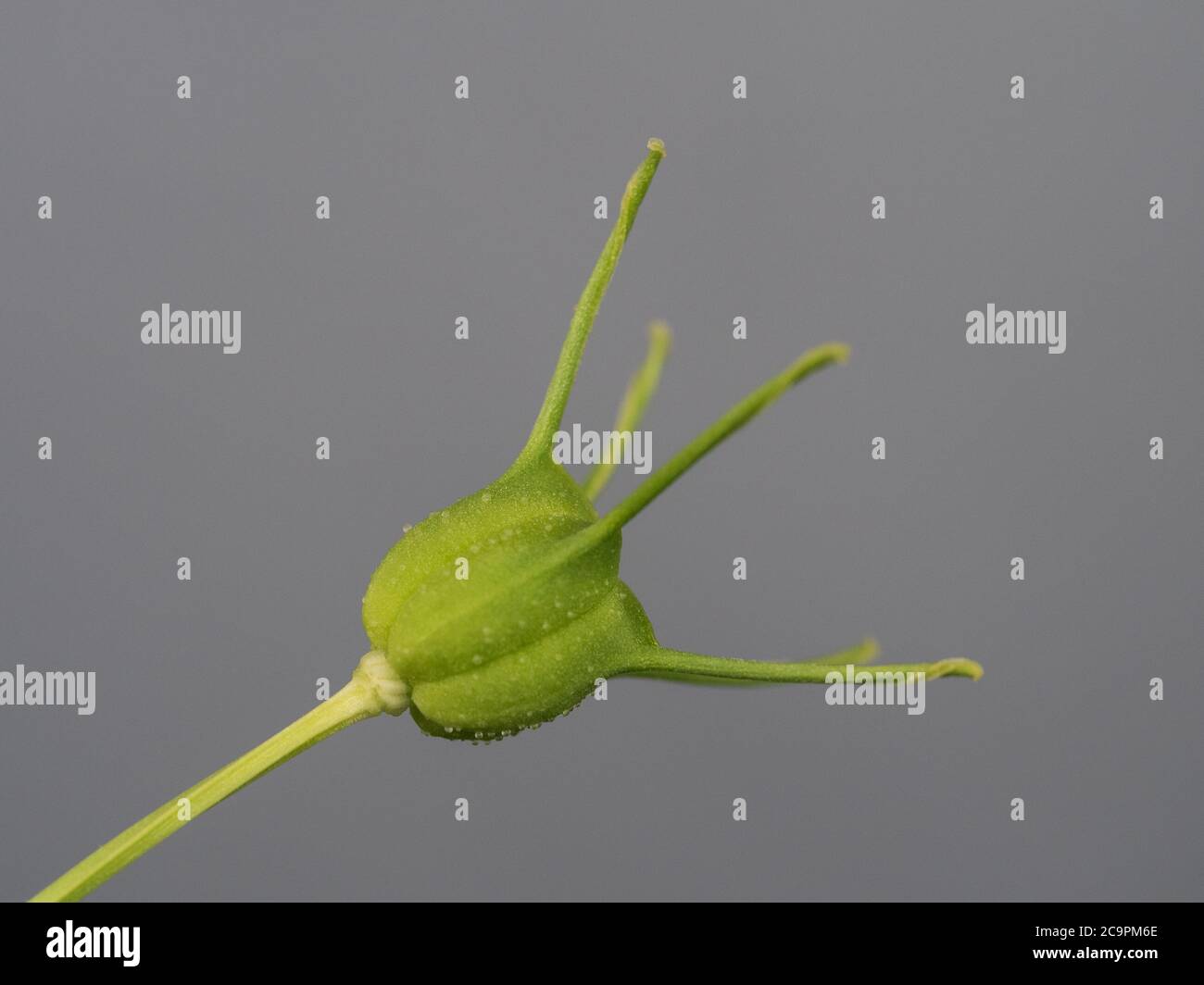 The seed pod a Black Cumin plant, still green Stock Photo - Alamy