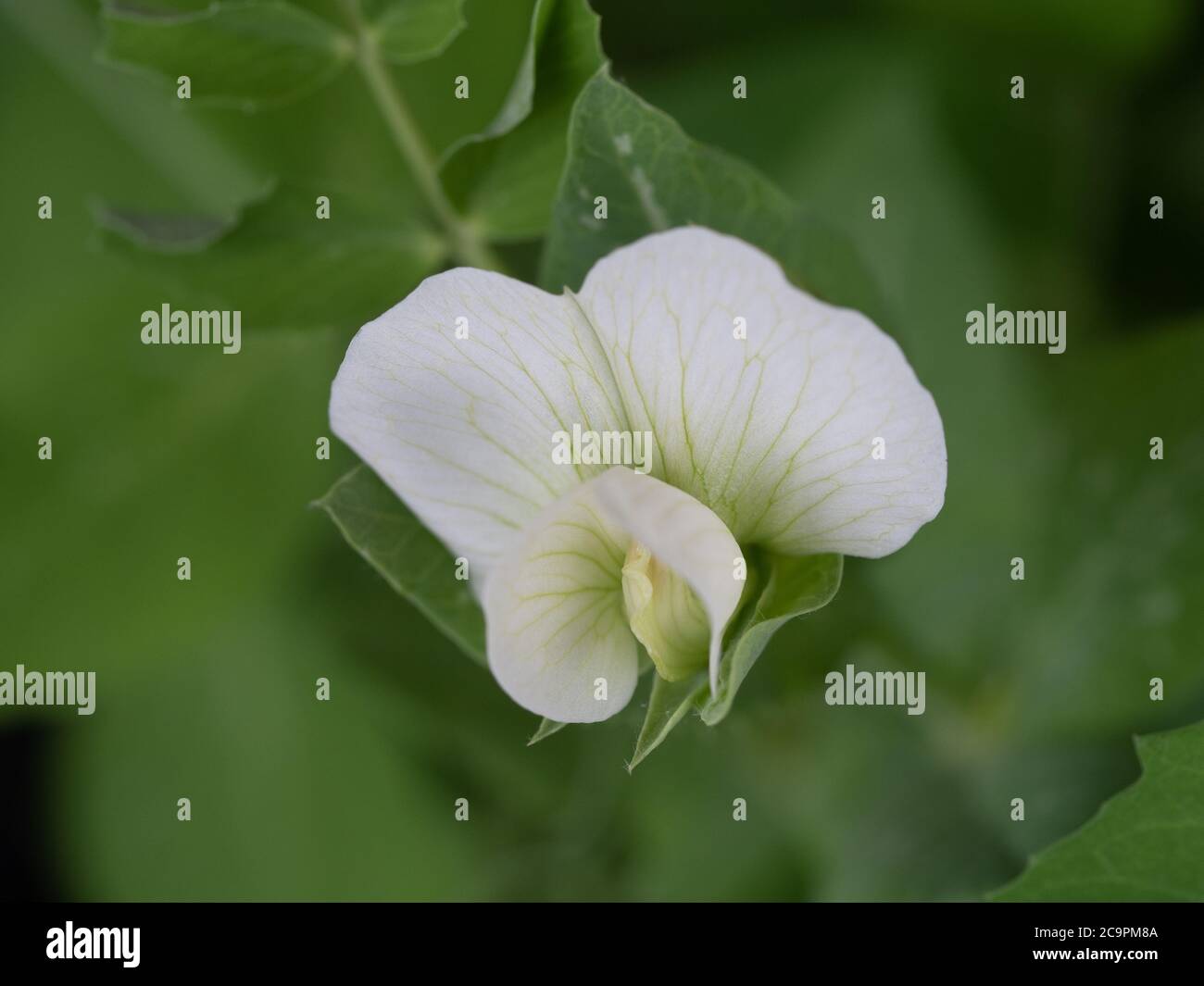 Pretty white flower of a Honey Snap Pea plant in an Australian kitchen ...