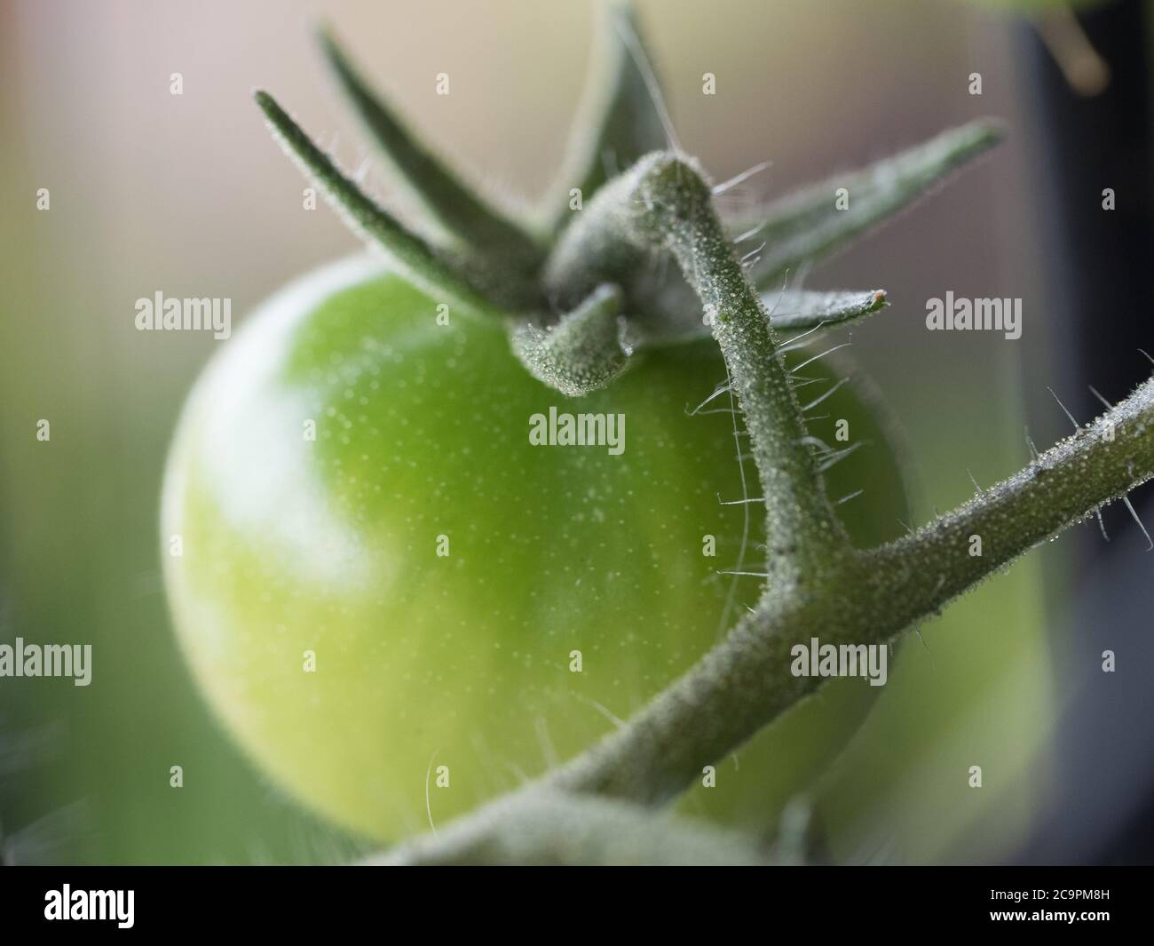 Macro of a green cherry tomatoes on the vine from above Stock Photo - Alamy