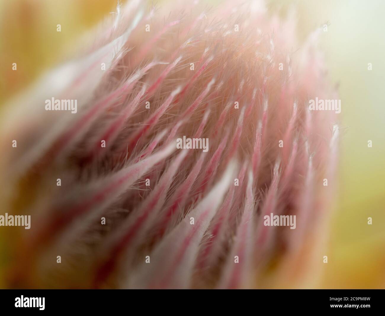 Flower Macro of the fluffy blush pink florets of the inner centre of a ...