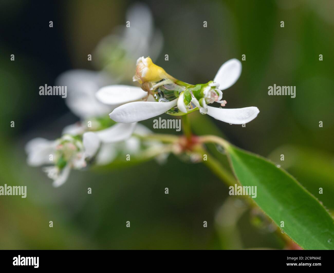 Dainty white Euphorbia Hip Hop with a large raindrop hanging from ...