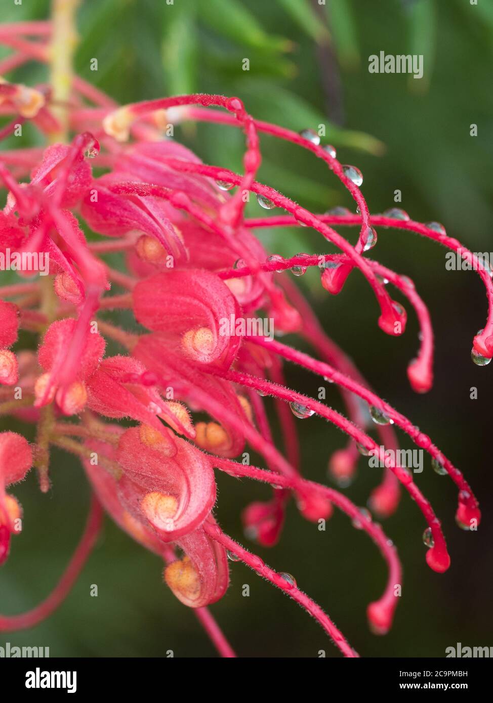 Macro of a Red Grevillea 'Robyn Gordon', a native shrub, wet and ...