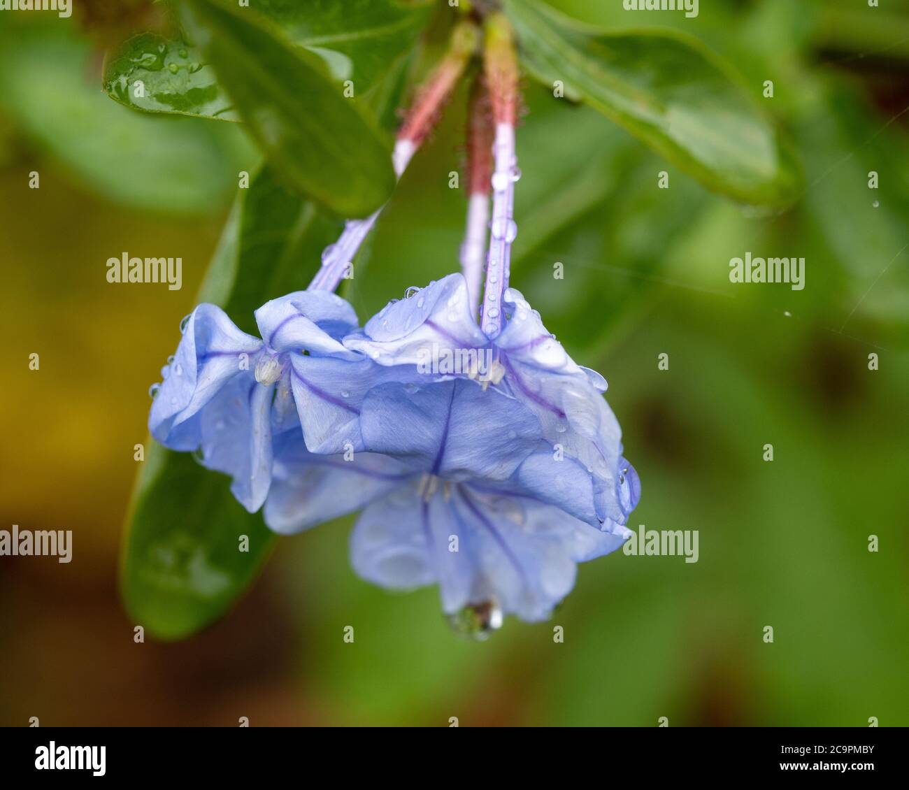 Flowers dripping water from leaves hi-res stock photography and images ...