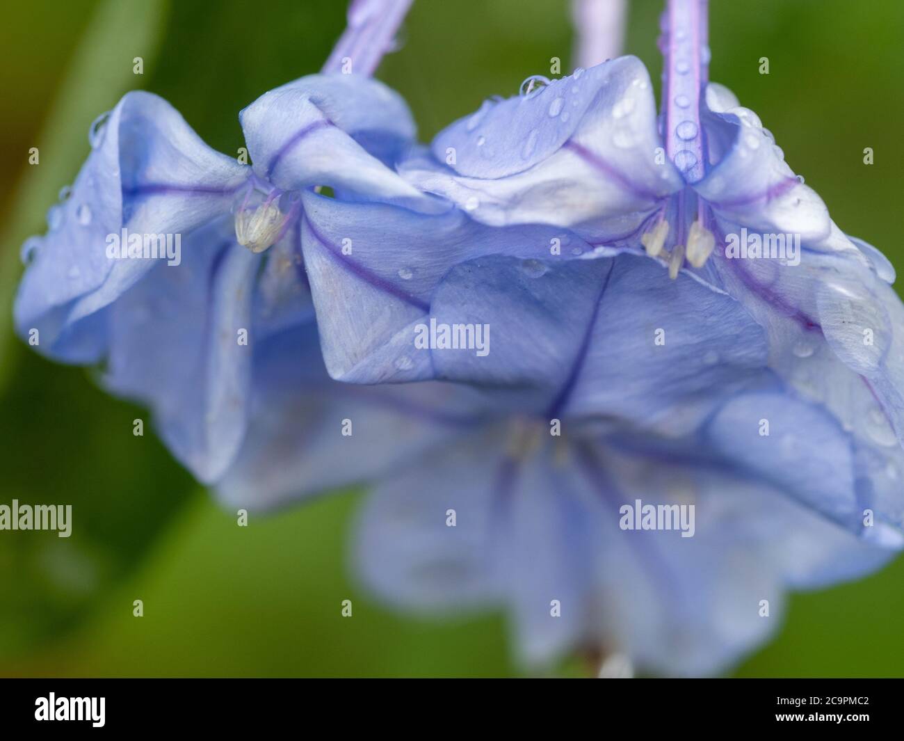 Beautiful mauve Blue Plumbago flowers, dripping wet from the rain Stock ...