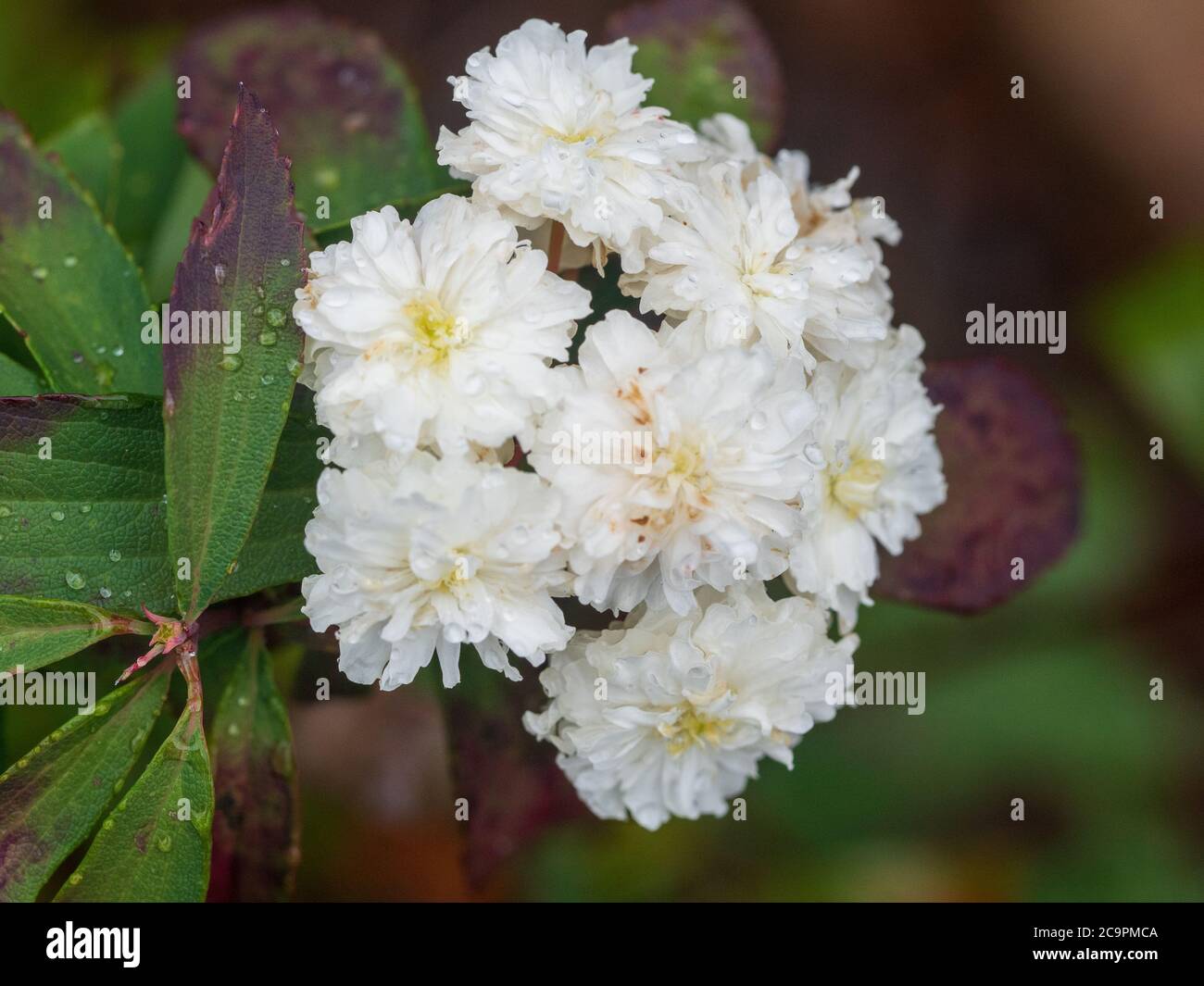 Pom Pom Bush High Resolution Stock Photography and Images - Alamy