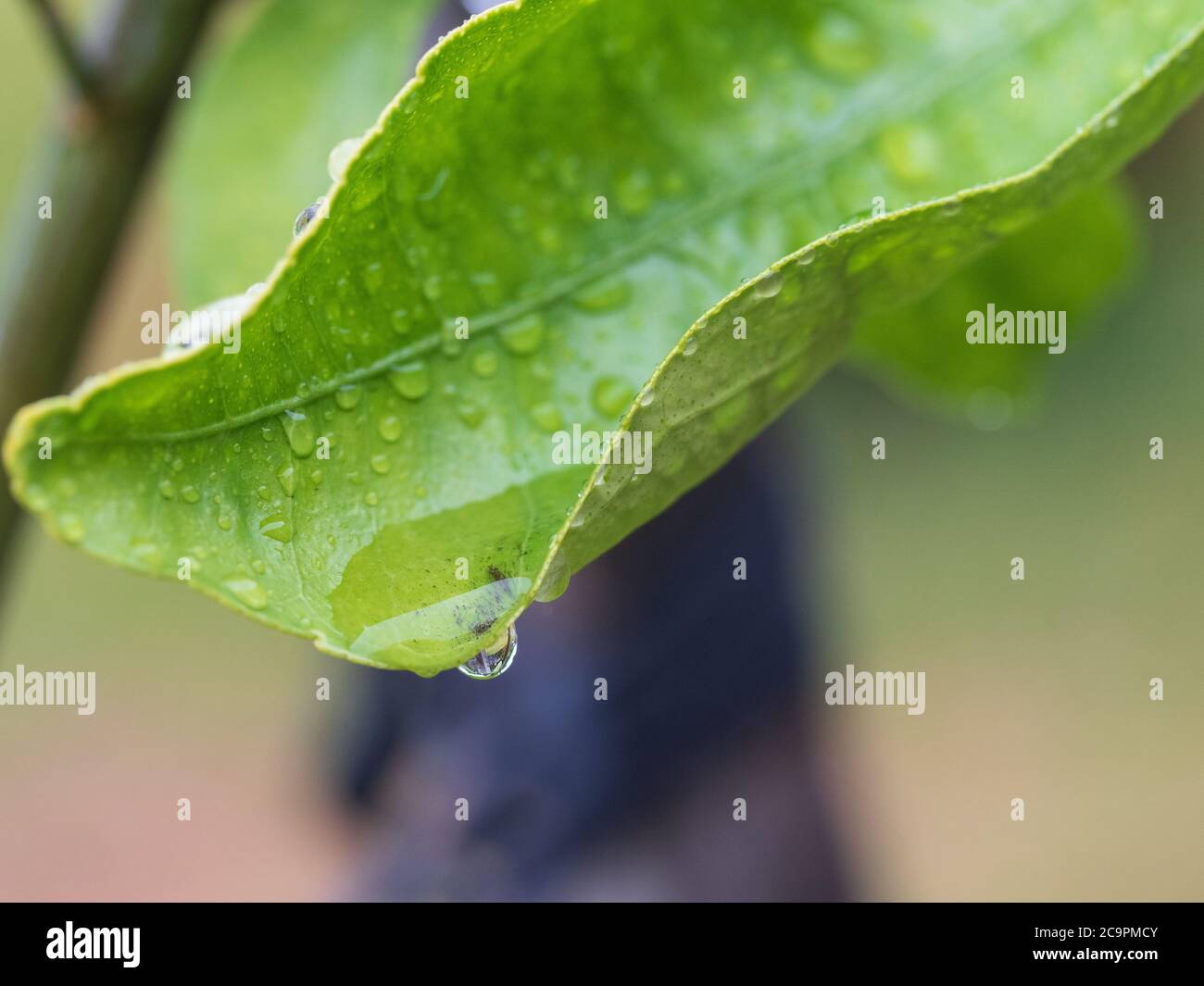 Raindrops, water dripping from a green curling leaf of a Lemon Tree ...