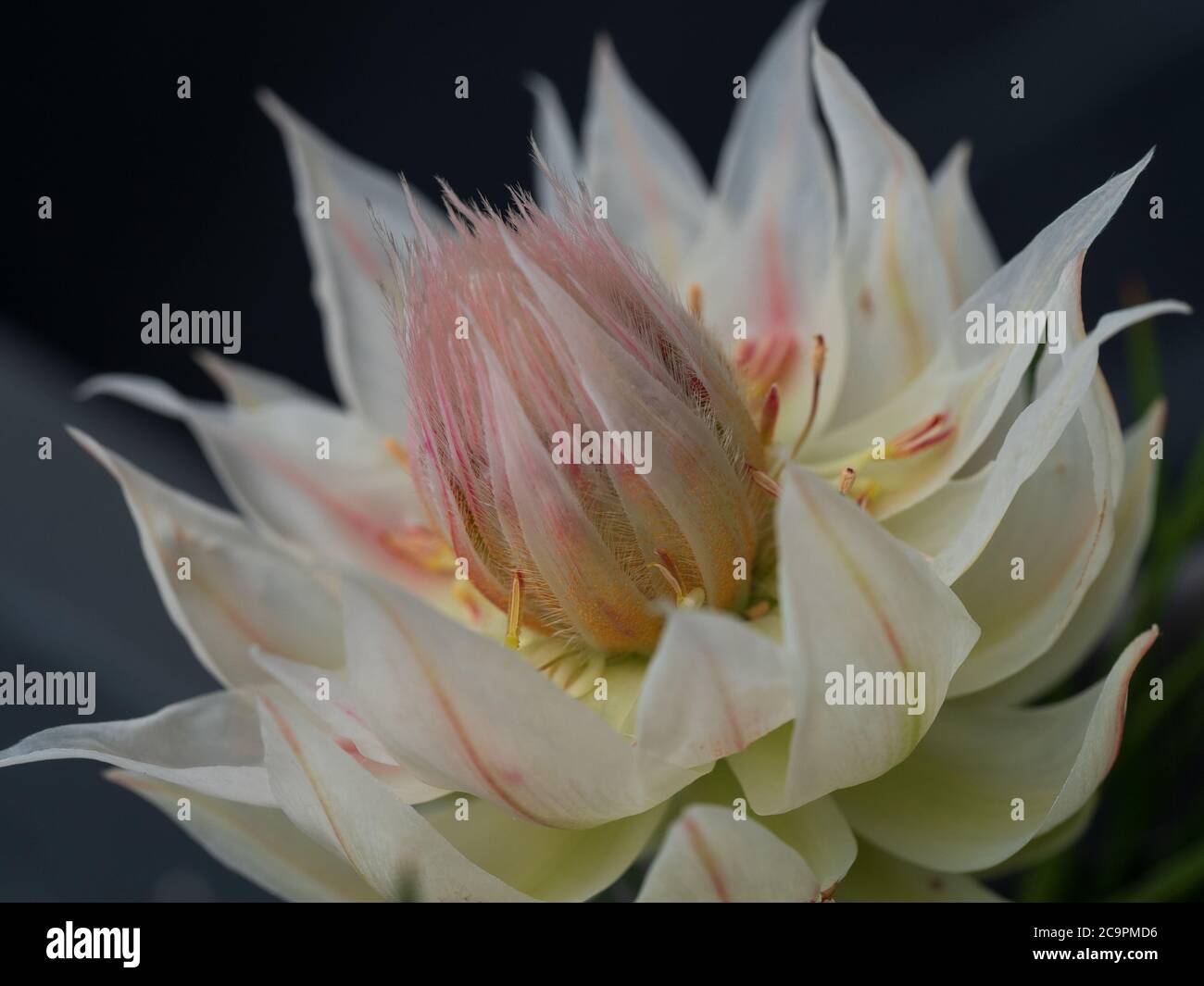 Fluffy central florets hi-res stock photography and images - Alamy
