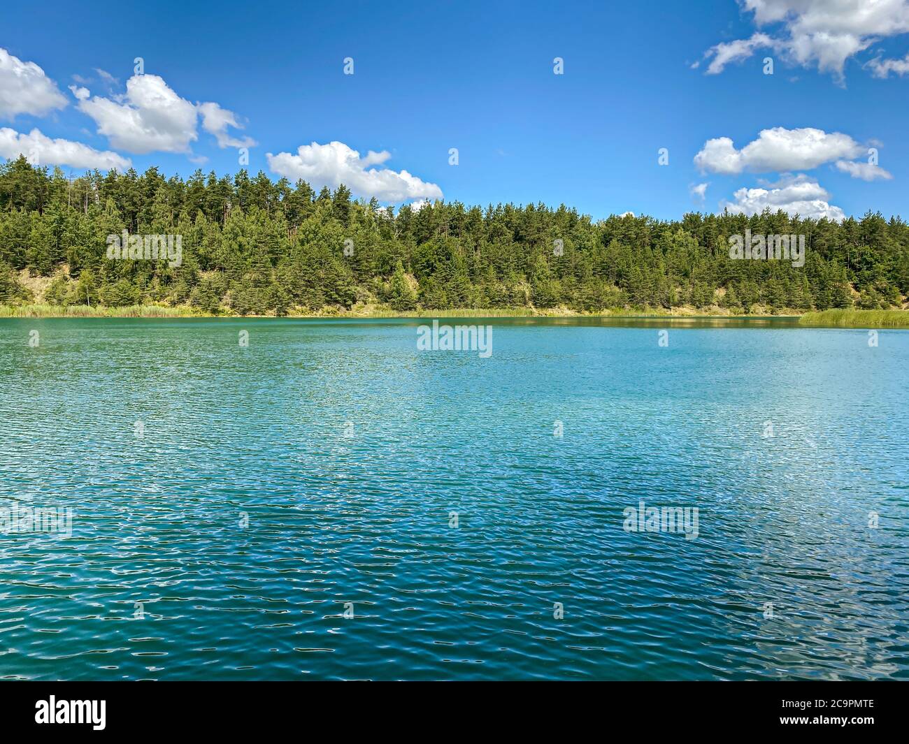 blue lake and green forest on a sunny summer day in Belarus Stock Photo ...