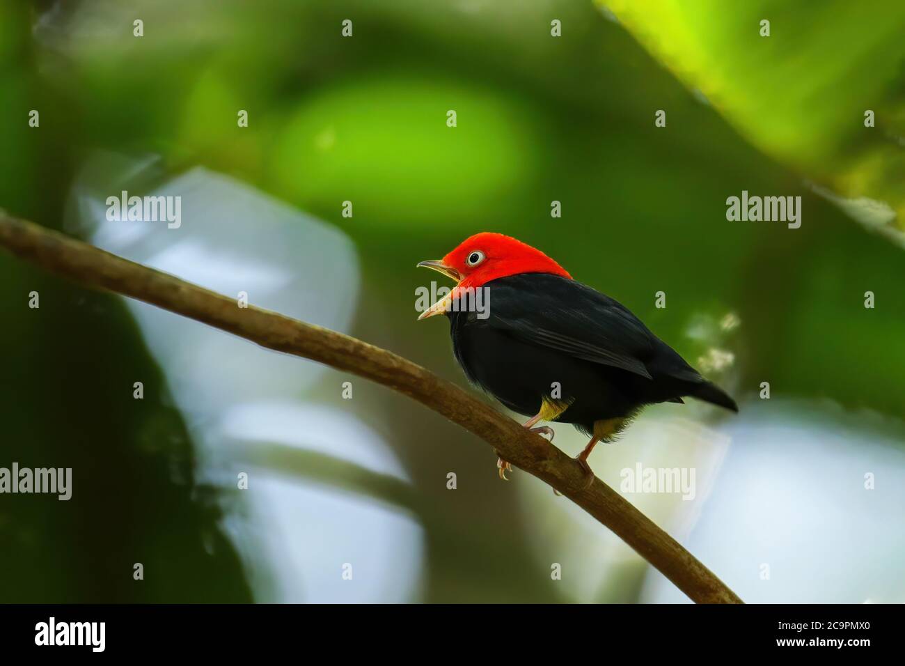 Red-capped manakin (Ceratopipra mentalis) sitting on a branch, Costa ...