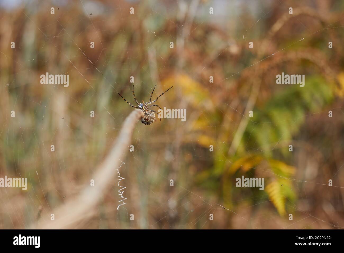 Mediterranean insects hi-res stock photography and images - Alamy