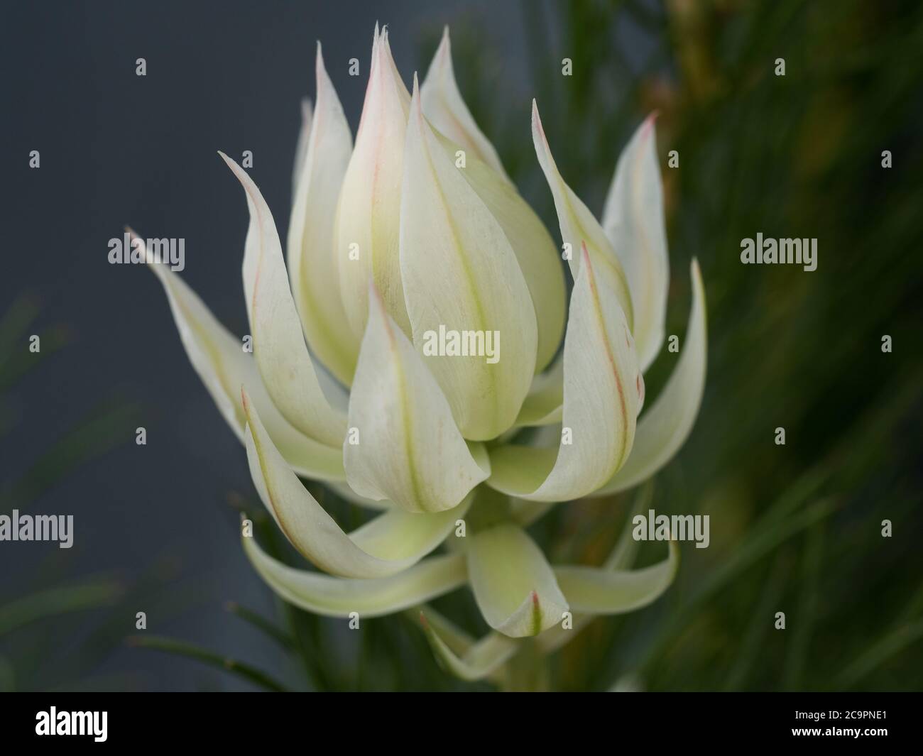 Relative of protea hi-res stock photography and images - Alamy