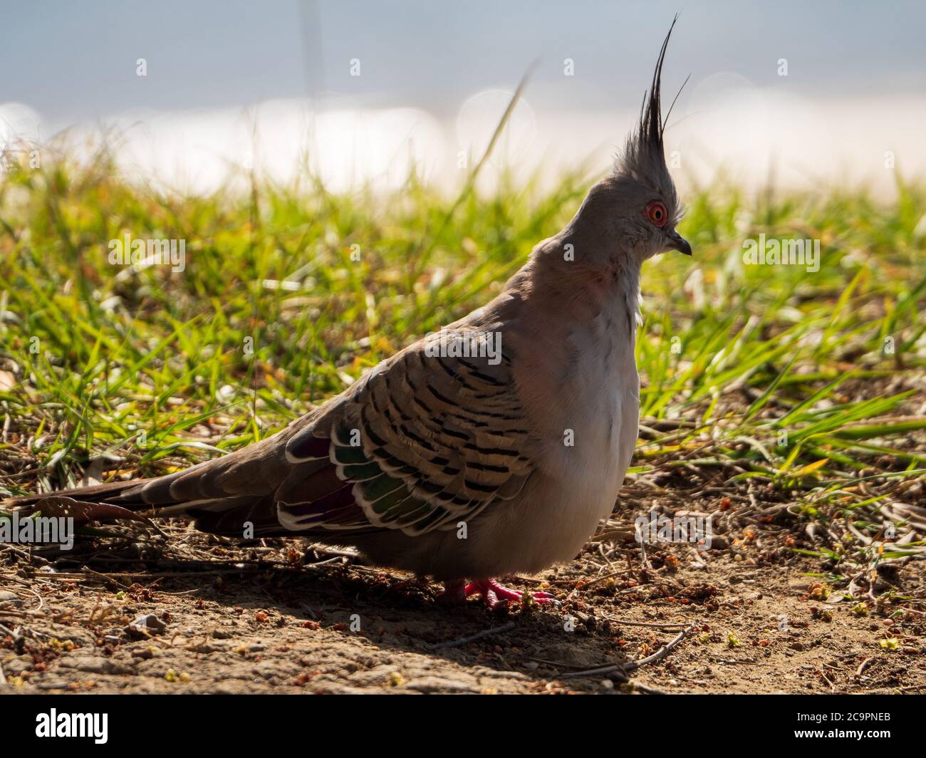 Australian crested pigeon looking hi-res stock photography and images ...