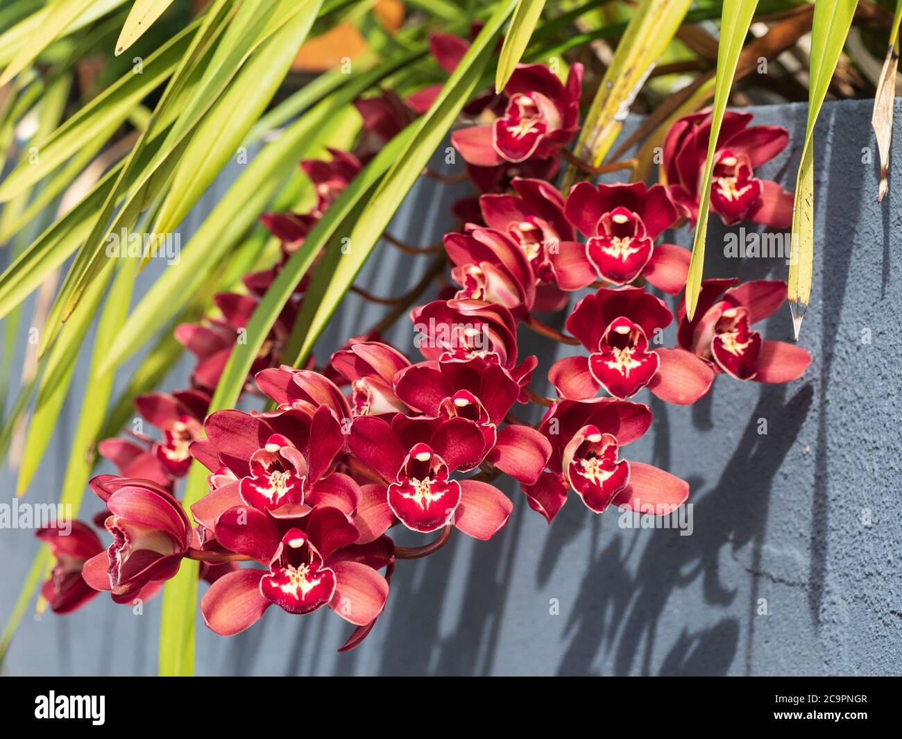 Dark Magenta Red Cymbidium orchids flowers Stock Photo - Alamy