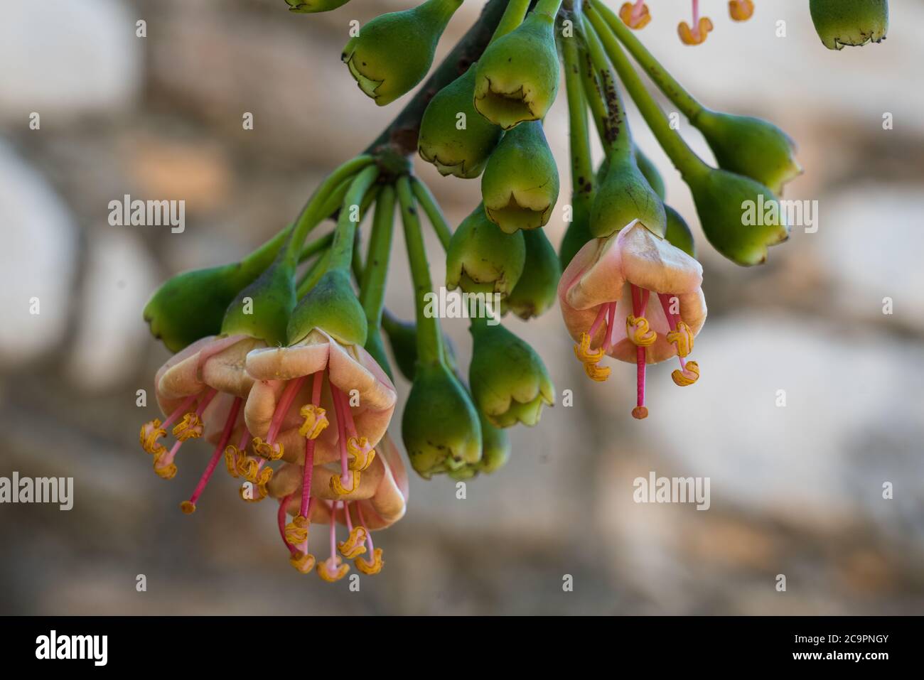 The blossoms of a ceiba tree, Ceiba pentandra, in the ruins of the ...