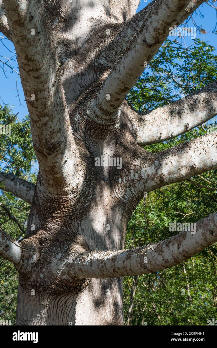 Spines on the trunk and branches of a ceiba tree, Ceiba pentandra, in ...