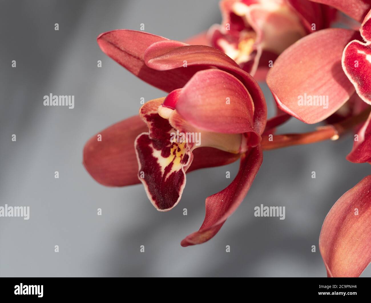 Cymbidium orchids australia hi-res stock photography and images - Alamy