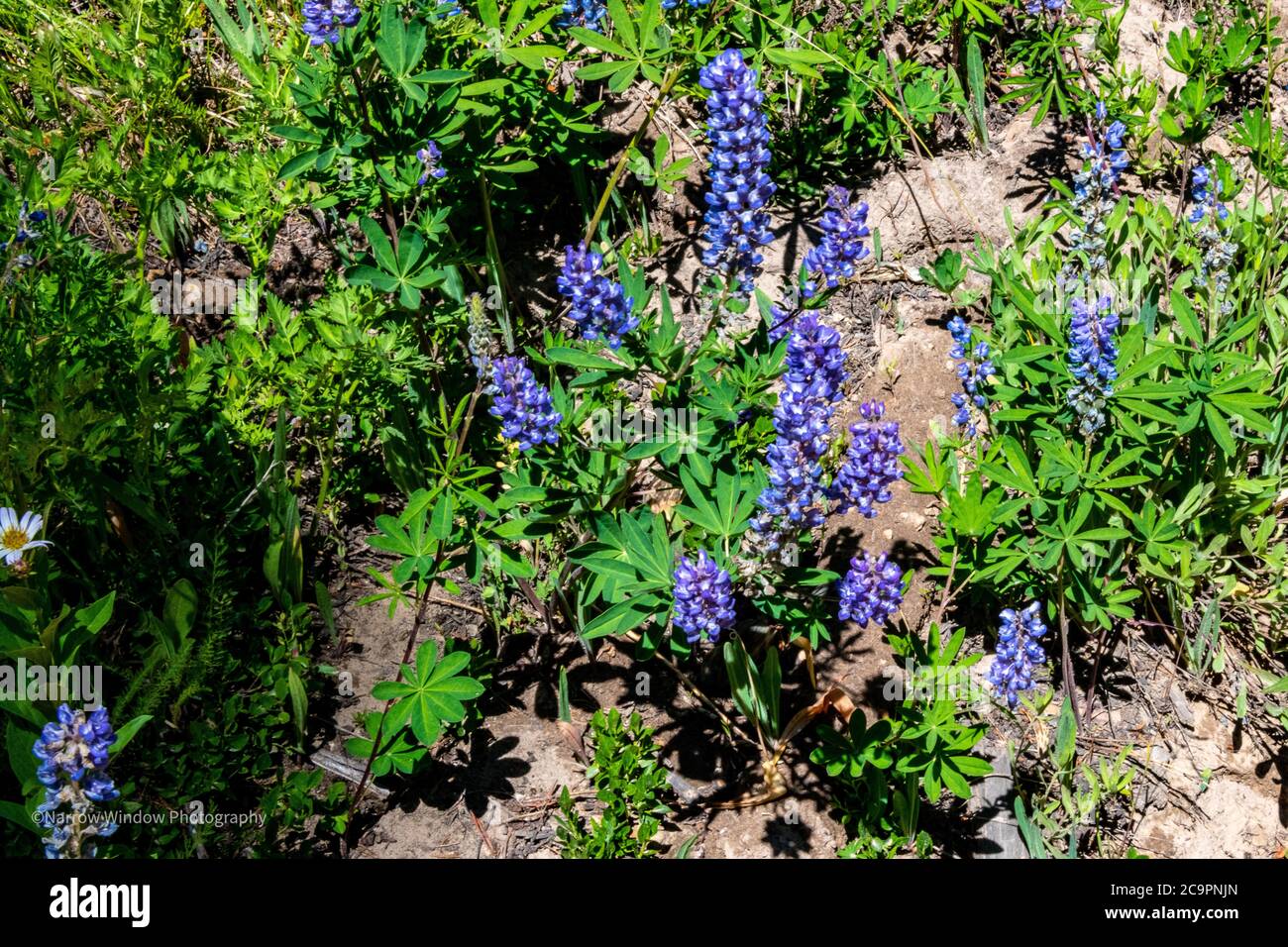 Rabbit ears formation hi-res stock photography and images - Alamy