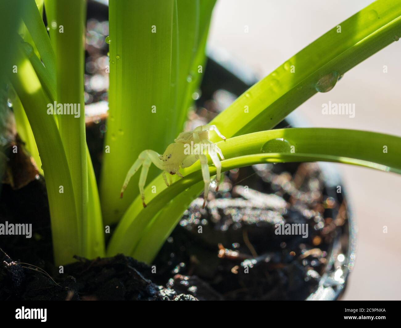 White Crab Spider, Thomisus spectabilis, on the stems of a Daffodil ...